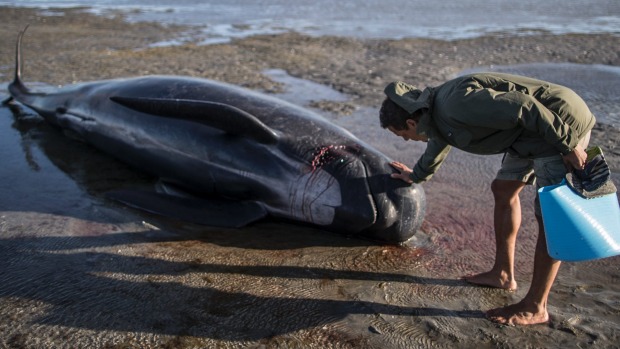 Yangi Zelandiyada o‘zini qirg‘oqqa otgan qora delfinlar portlay boshladi