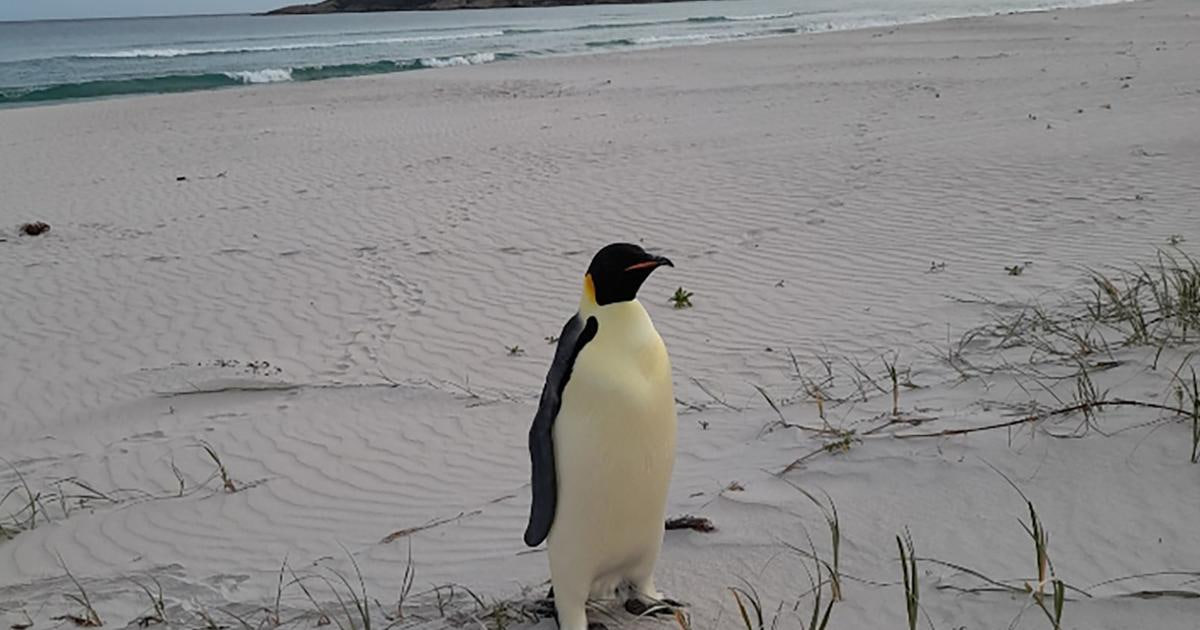 Imperator pingvini ilk bor Avstraliya sohillariga qadar suzib bordi