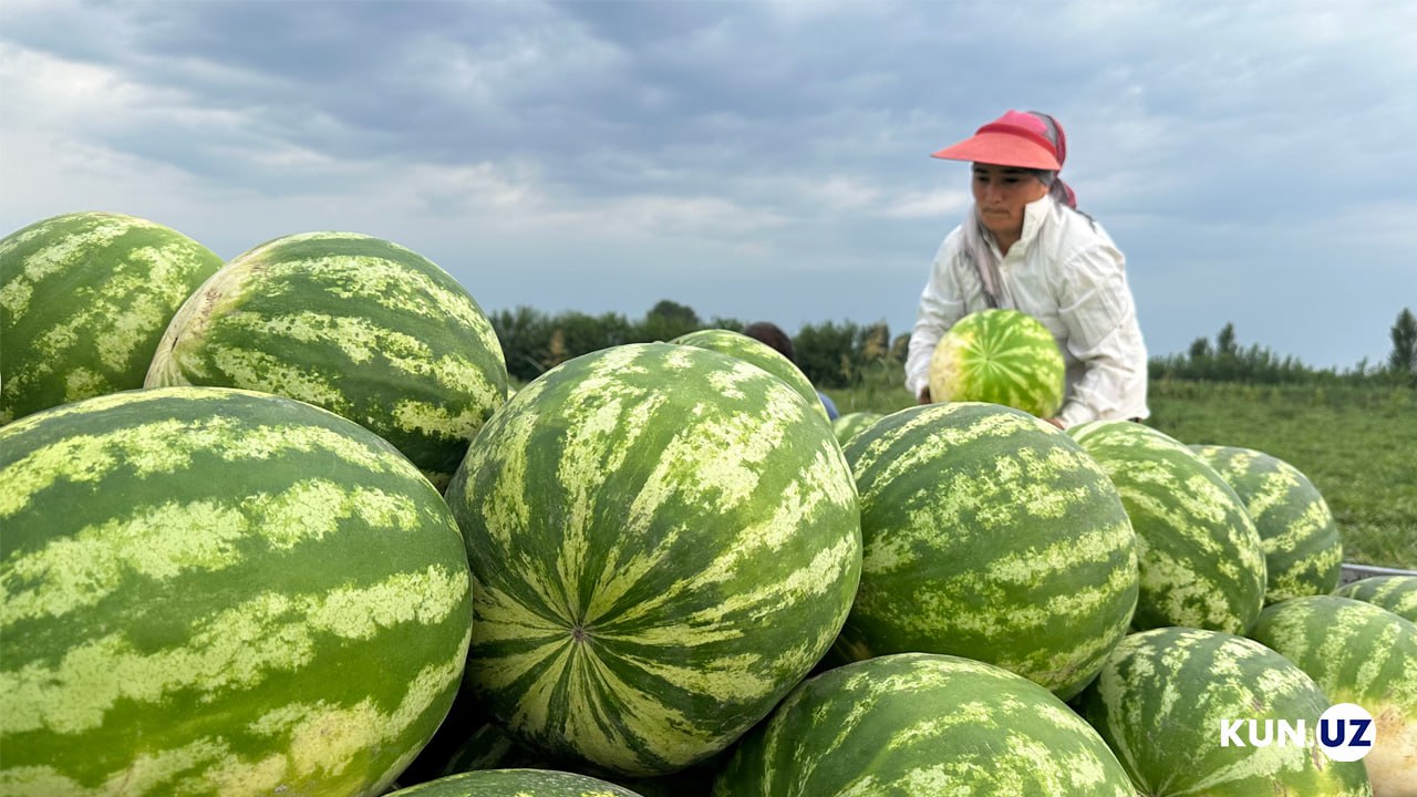 Uzbekistan increases watermelon exports in first half of 2025
