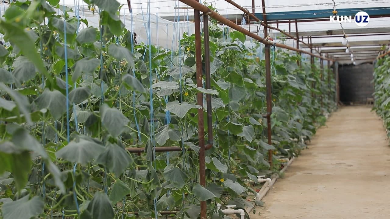 Tomorqa xizmati klasterlari tashkil etiladi