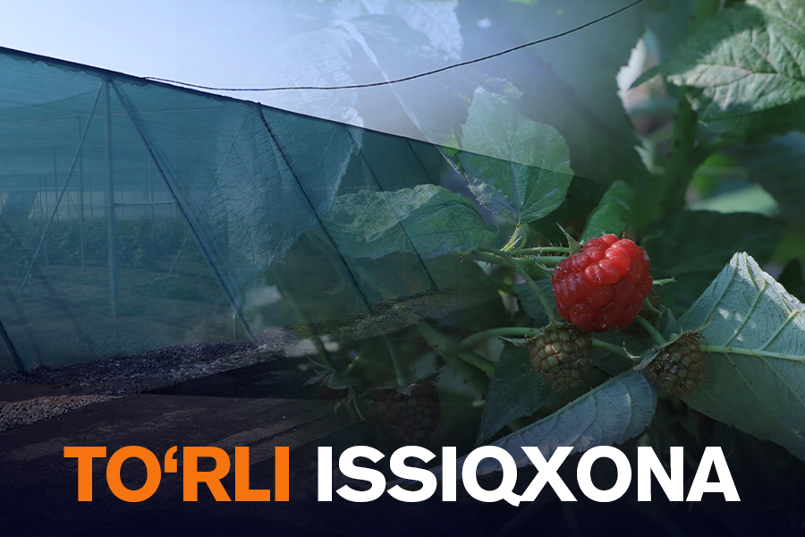 “2-3 kunda 30-35 kilodan malina terib olyapmiz” - Asakadagi yangicha ...