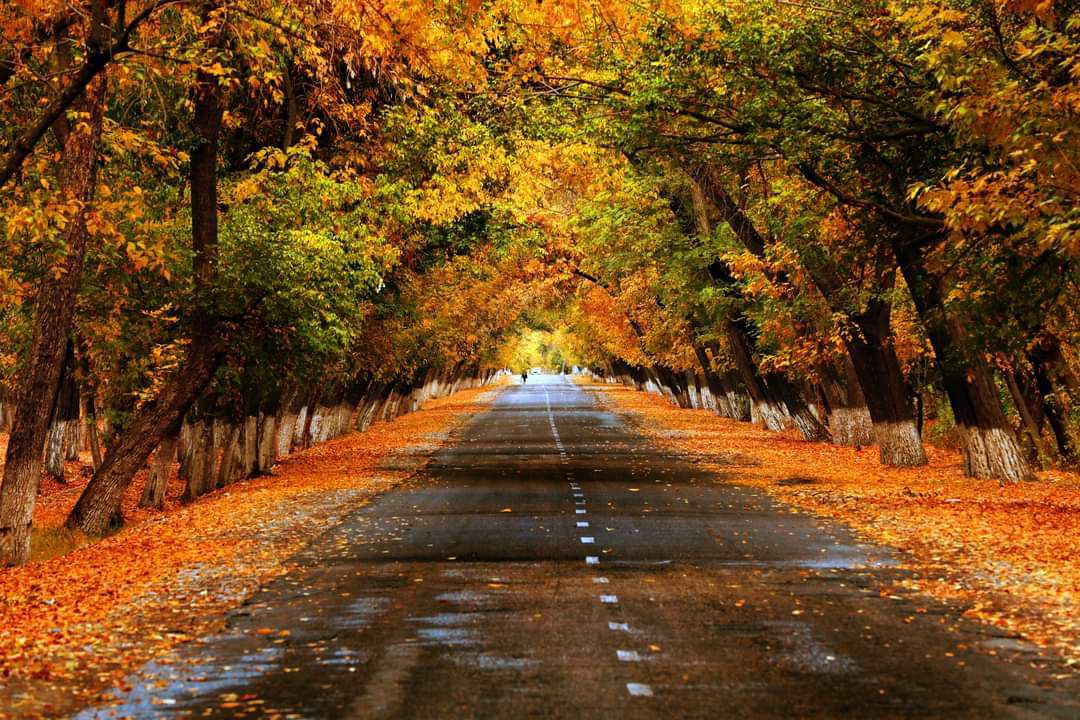 Yevropa manzaralariga o‘xshaydi: kuzgi O‘zbekiston oddiy odamlar obektivida