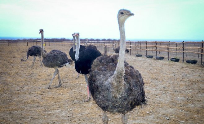 Farg‘onada tuyaqush boqish yo‘lga qo‘yildi