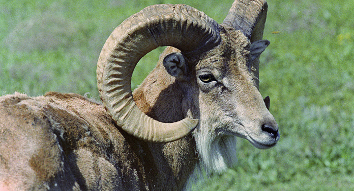 O‘zbekistonda yovvoyi hayvonlar genafondi kompleks ravishda muhofaza ...