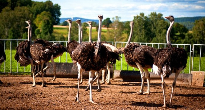 Buxorodagi tuyaqush fermasi ekoturizm zonasiga aylantiriladi